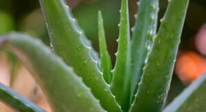 Todo sobre el Aloe Vera