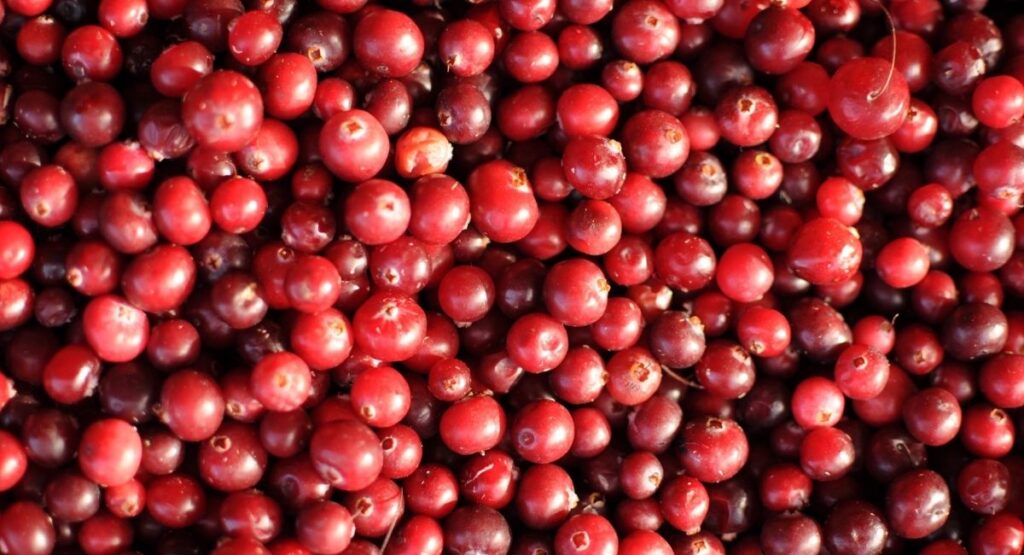 6 Propiedades de los arándanos rojos para la salud