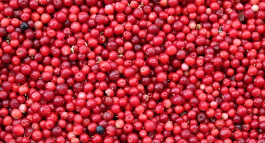 5 Propiedades de los arándanos rojos