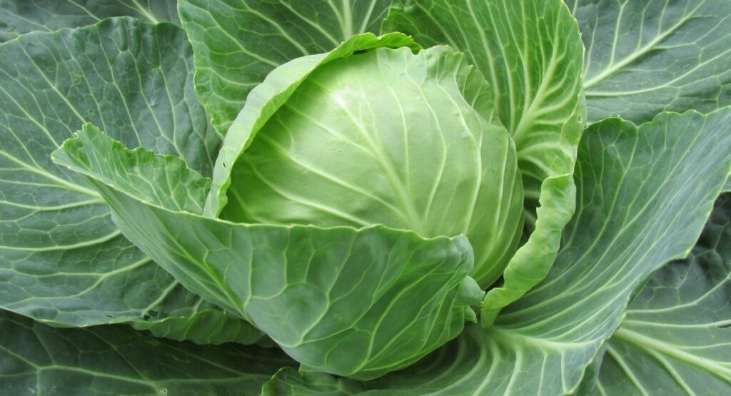 9 Propiedades de la col